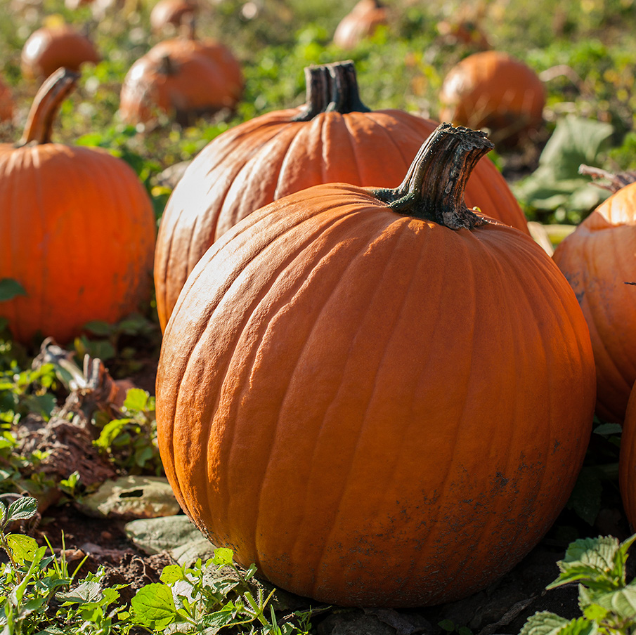 Ultimate Fall Pumpkin & Squash Guide - Lin's Fresh Market